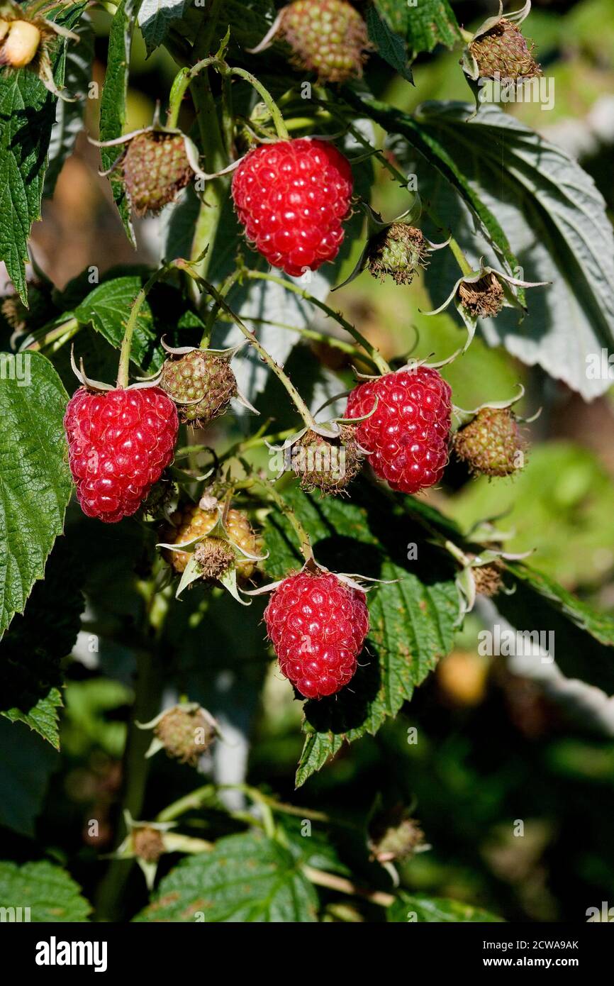 Raspberries, rubus idaeus, Normandy Stock Photo - Alamy