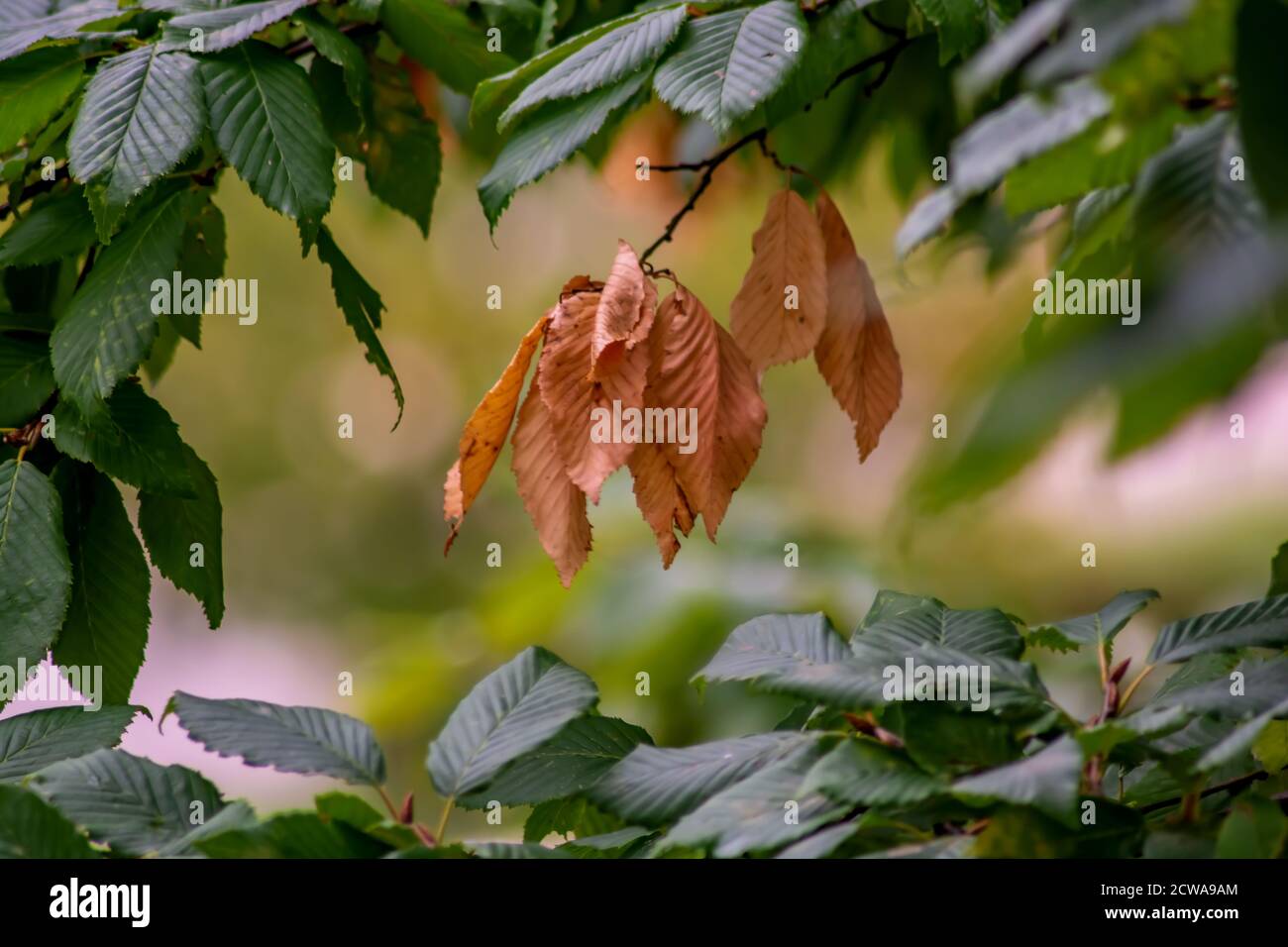 Color of autumn Stock Photo - Alamy