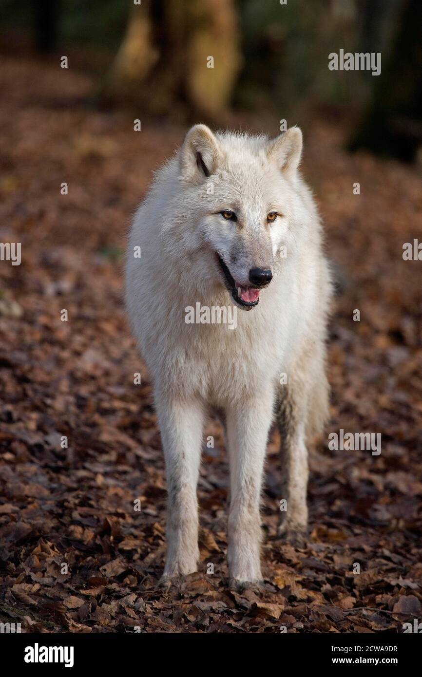 Arctic Wolf, canis lupus tundrarum Stock Photo - Alamy