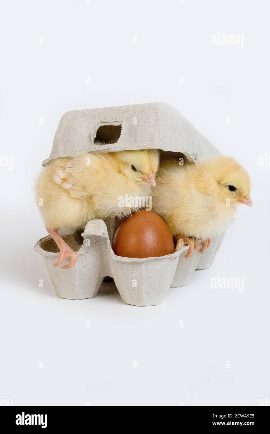 Chicks in Egg Box against White Background Stock Photo - Alamy