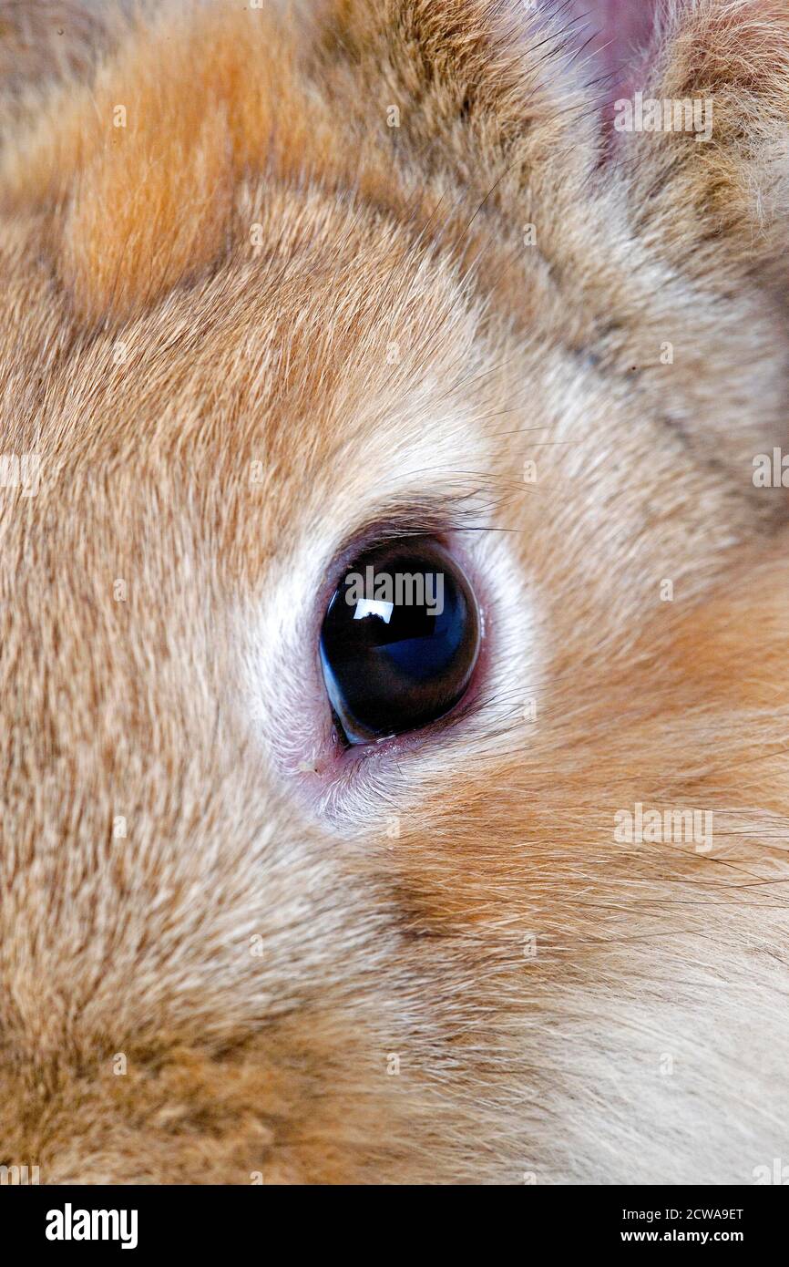 Red Dwarf Domestic Rabbit, Close up of Eye Stock Photo - Alamy