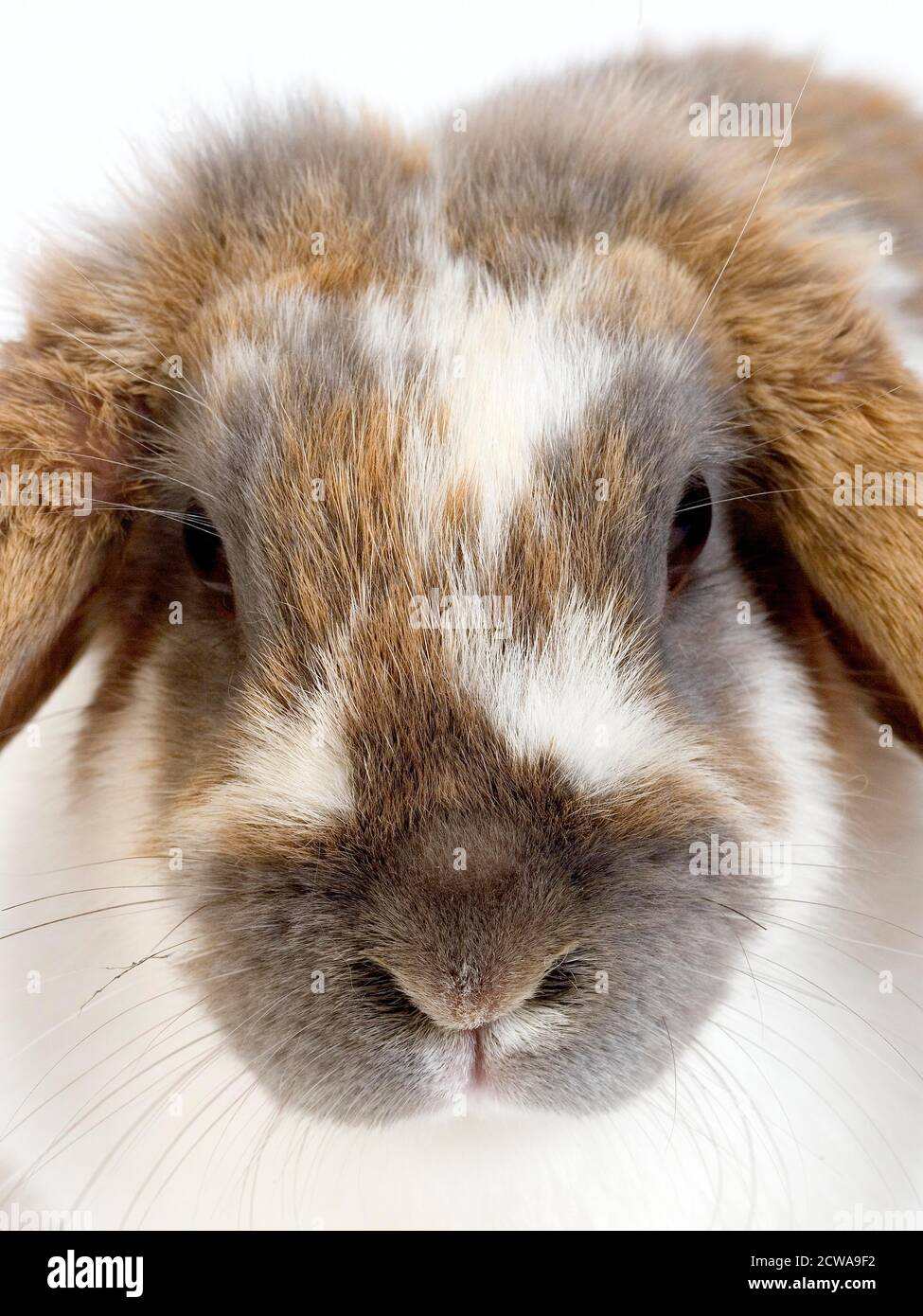 Lop-Eared Domestic Rabbit against White Background Stock Photo - Alamy