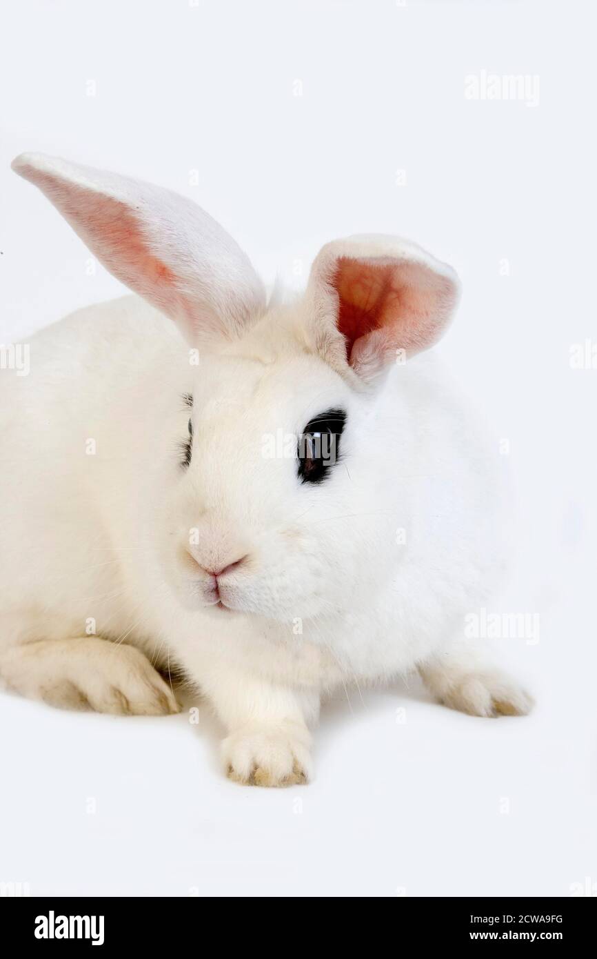 Hotot Domestic Rabbit, Breed from Normandy Stock Photo - Alamy
