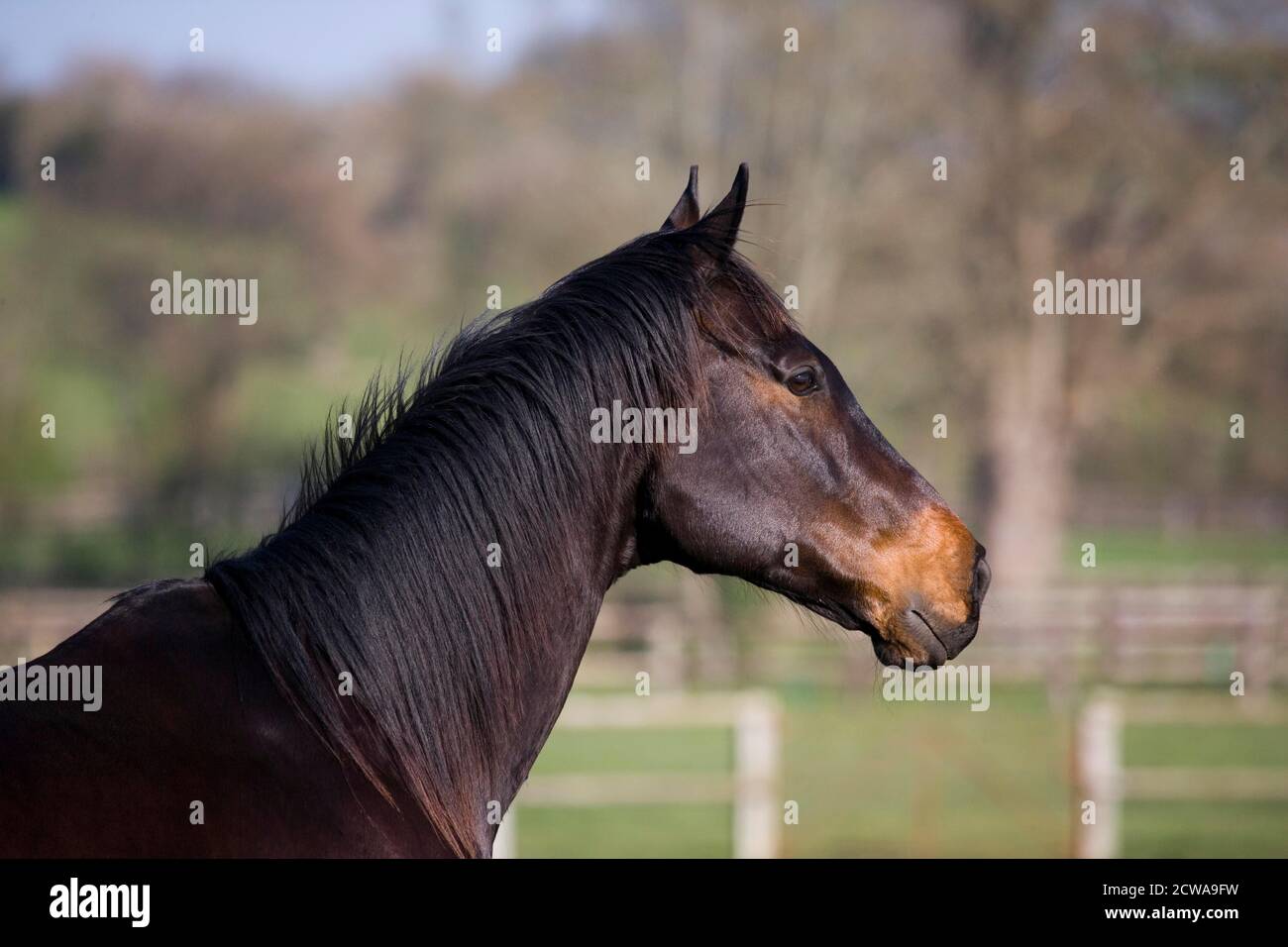 English Thoroughbred, Portrait of Male Stock Photo - Alamy