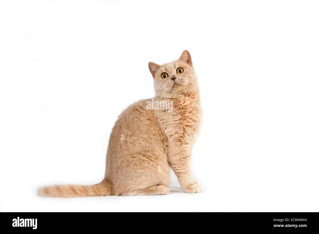 Cream British Shorthair Domestic Cat, Female sitting against White ...
