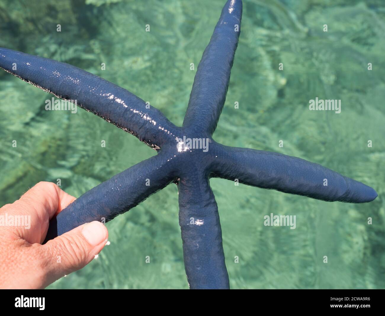 Blue starfish in hand on a background of blue water, Seven Islands ...