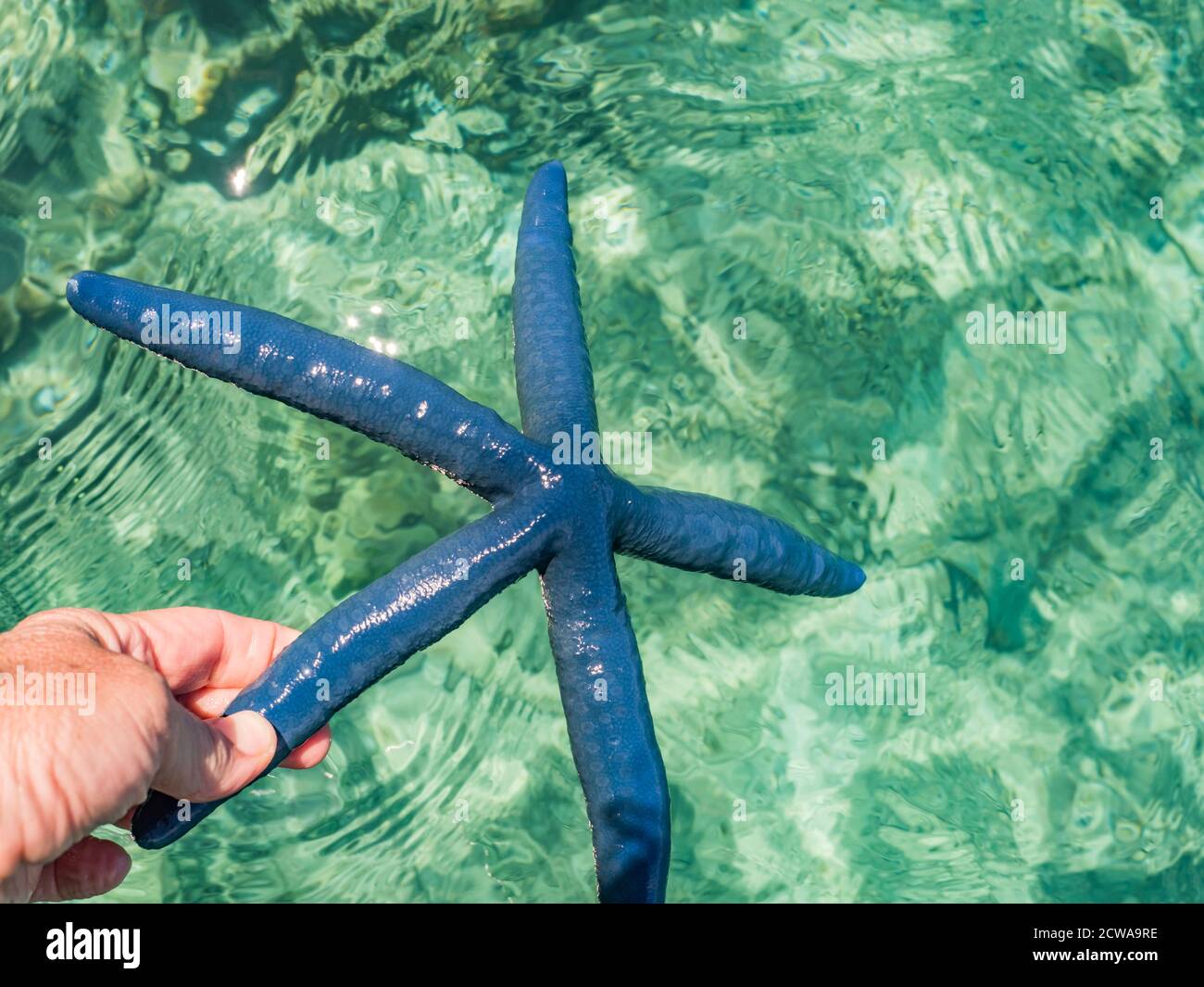 Blue starfish in hand on a background of blue water, Seven Islands ...