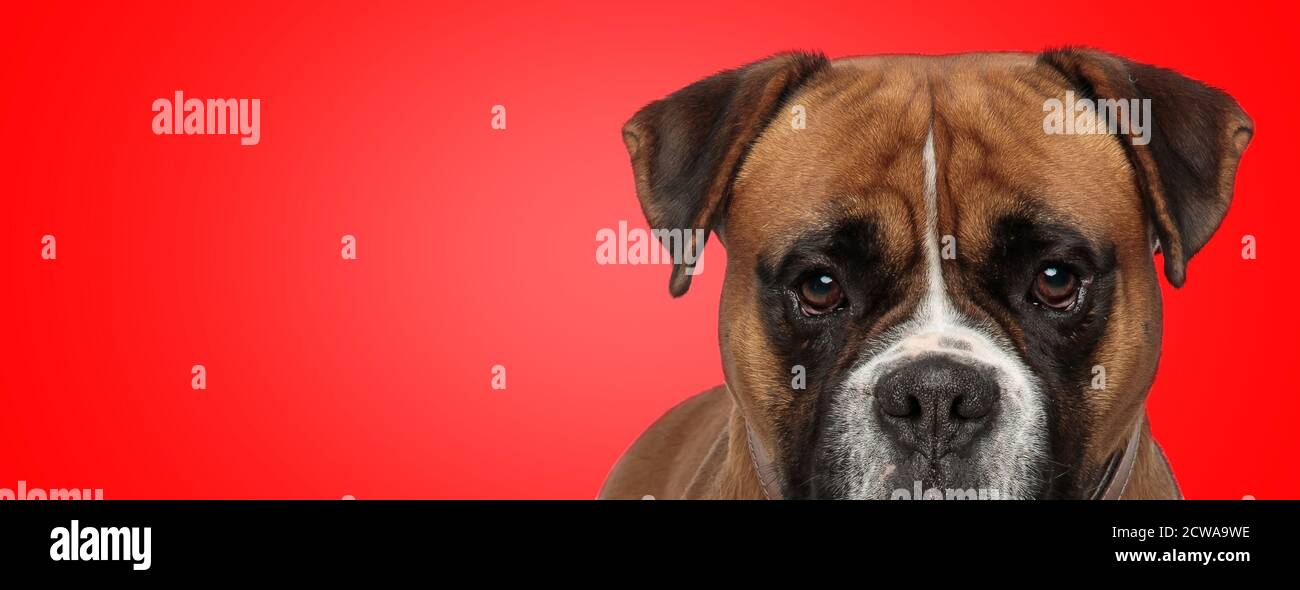 close up of an adorable boxer dog with brown fur hiding and looking at ...