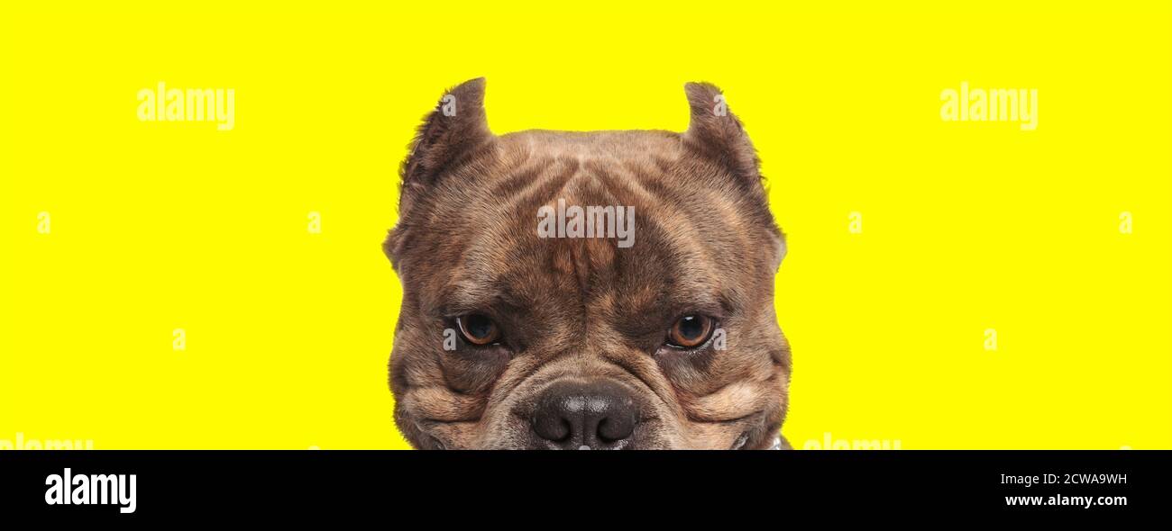 close up of a beautiful american bully dog with brown fur hiding and ...