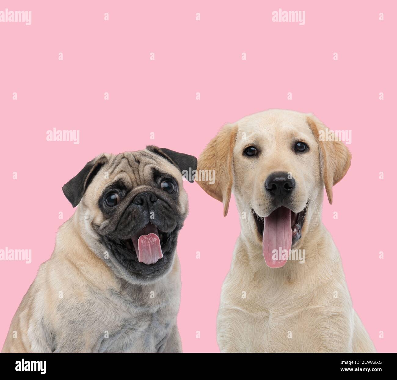 happy team of two dogs, pug and labrador retriever, panting and ...