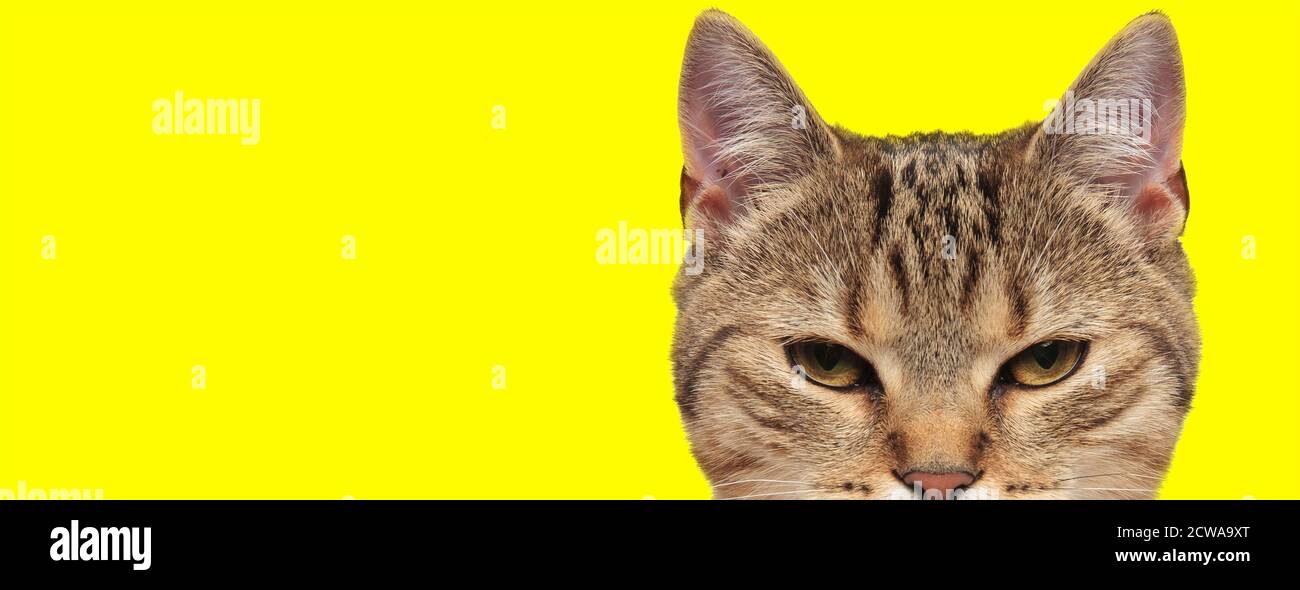 close up of a cute metis cat with brown fur looking at camera with ...
