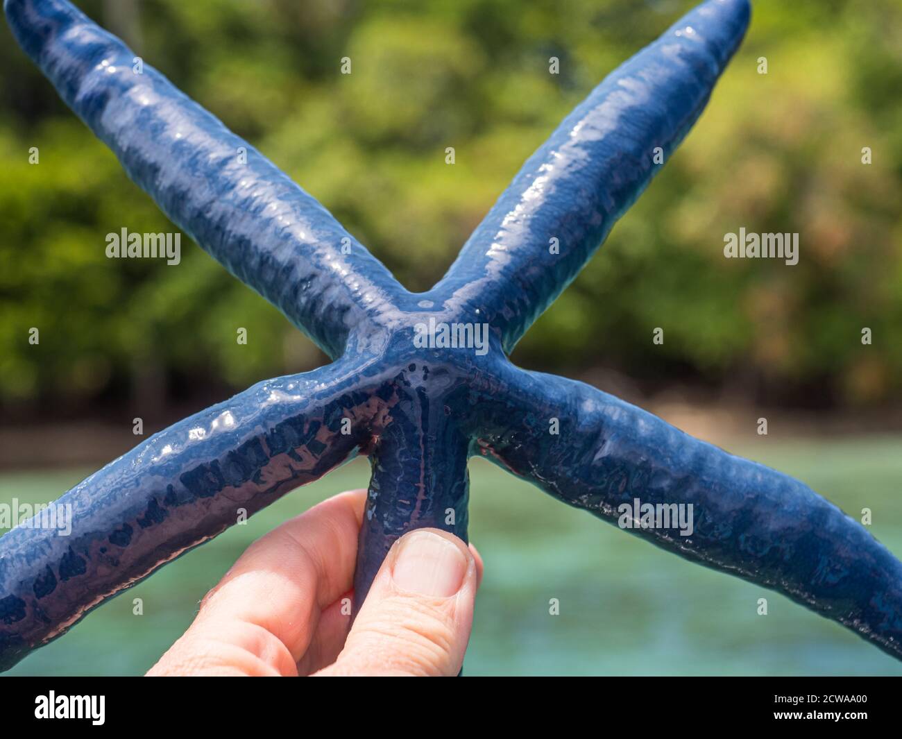 A blue starfish from the Banda Sea held against a green jungle wall ...