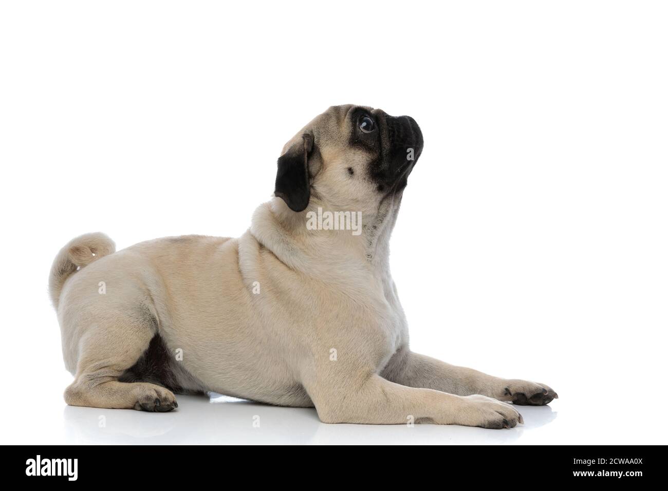 Side view of a dutiful pug looking up and waiting while laying down on ...