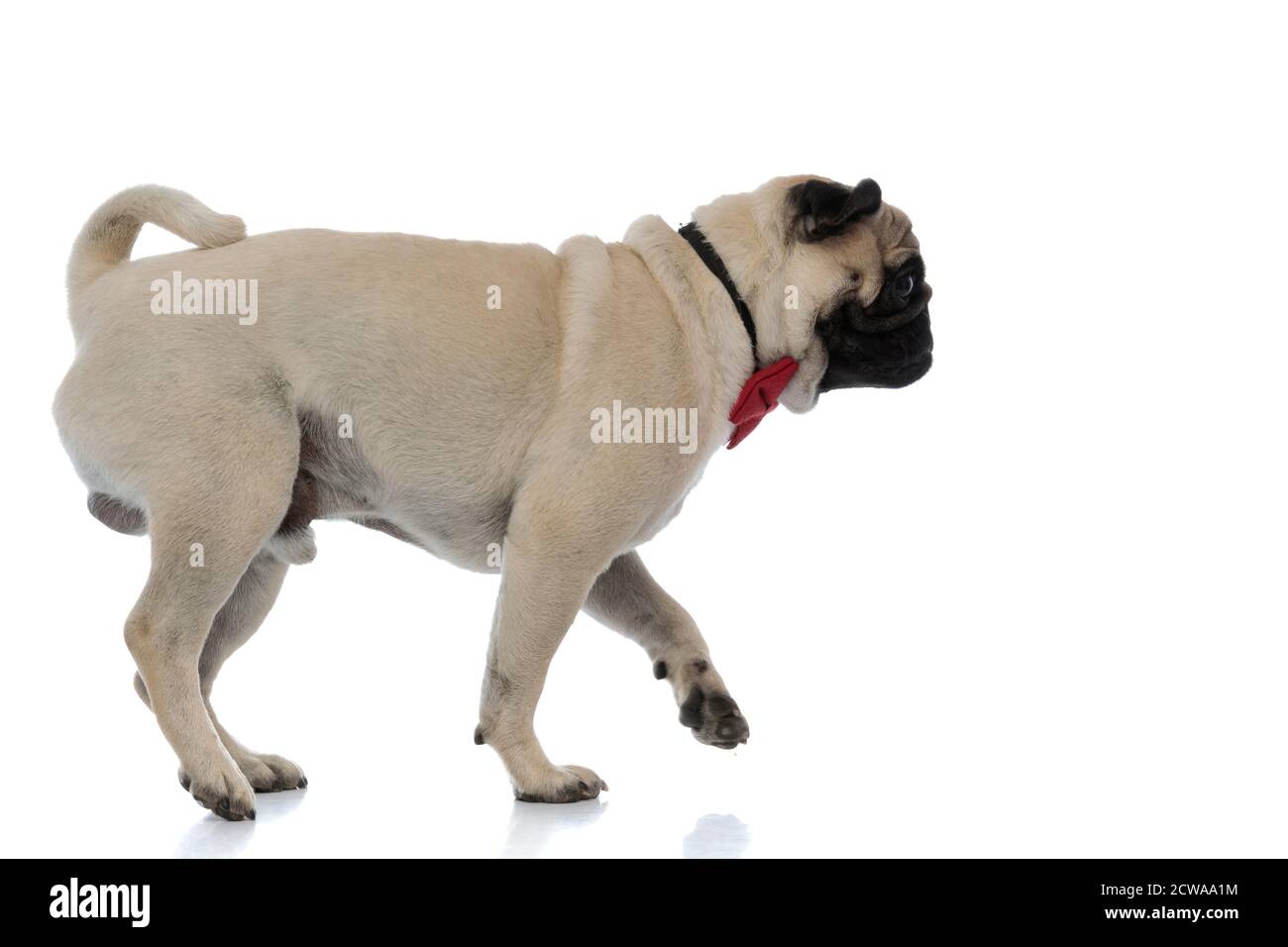Side view of a frightened pug wearing a bow tie and silently walking ...
