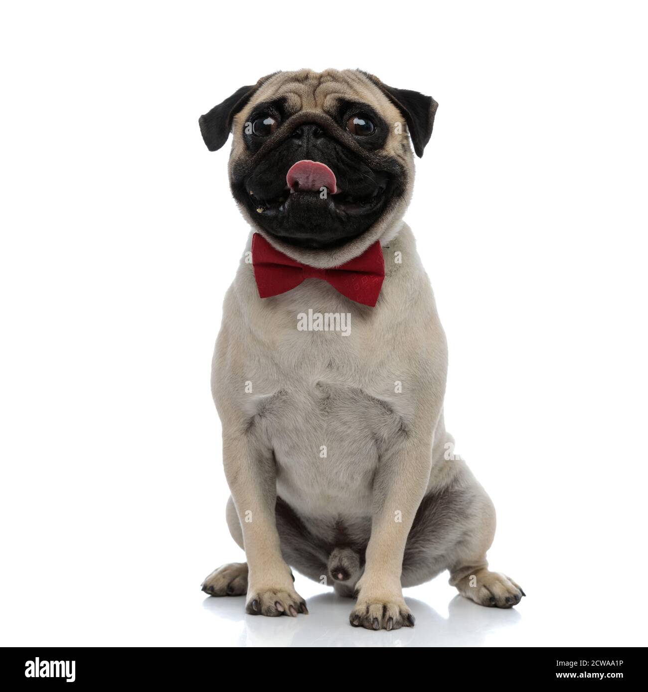 Lovely pug wearing a red bowtie and panting while smiling and sitting ...