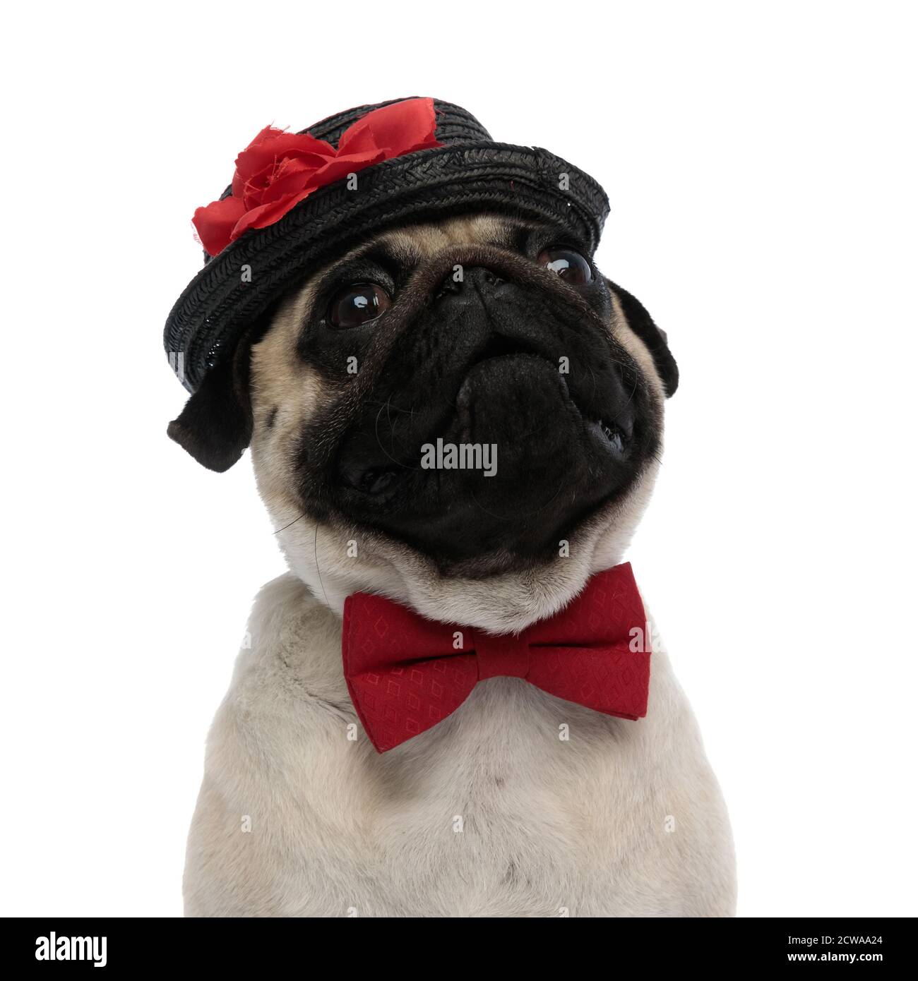 Close up of a dutiful pug smiling while wearing a decorated hat and an ...