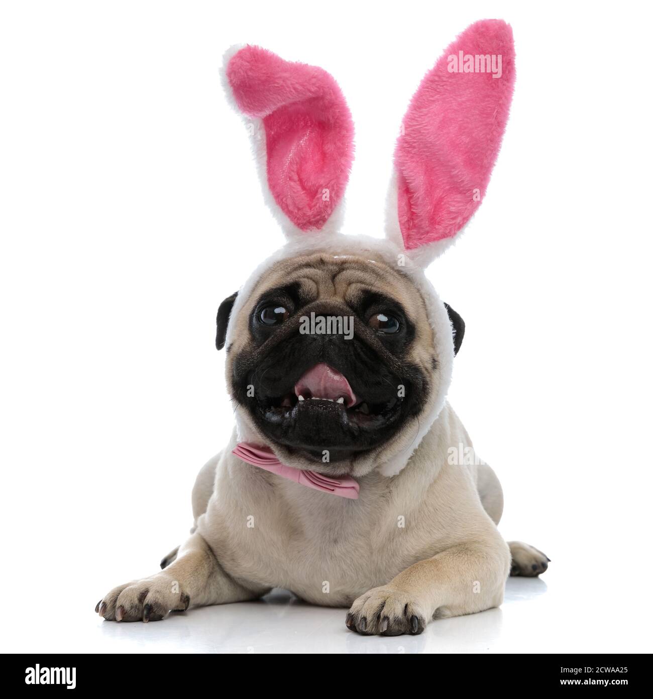 Cheerful pug panting and smiling while wearing pink bunny ears and ...