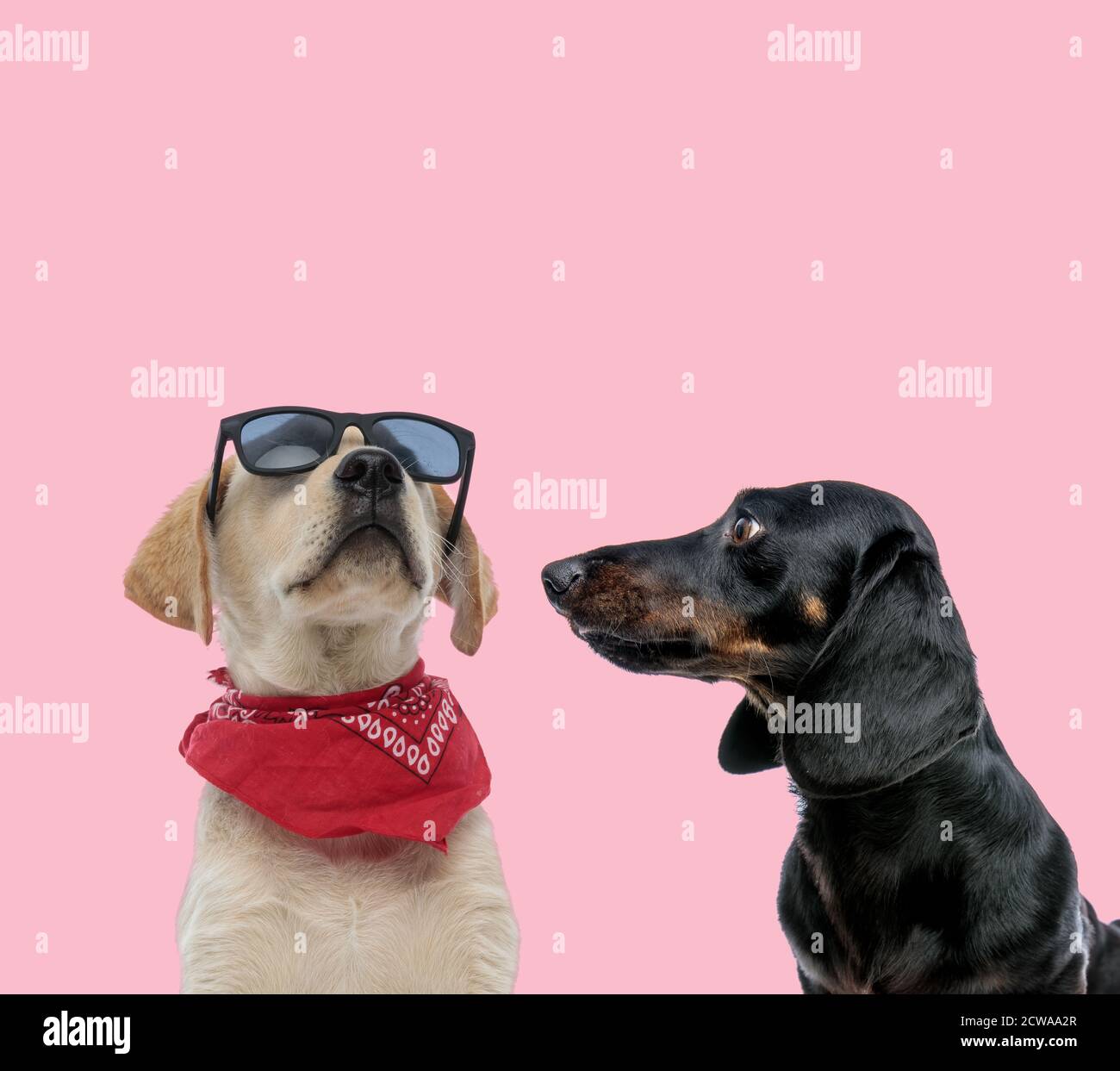 team of labrador retriever wearing sunglasses and bandana and teckel ...