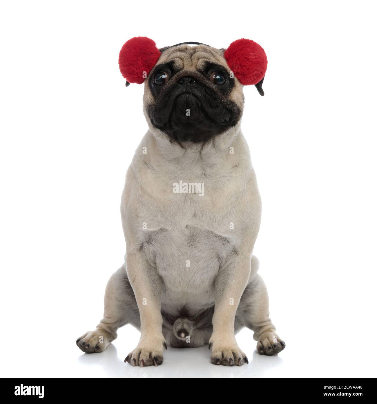 Dutiful pug wearing red earmuffs and looking forward while sitting on ...