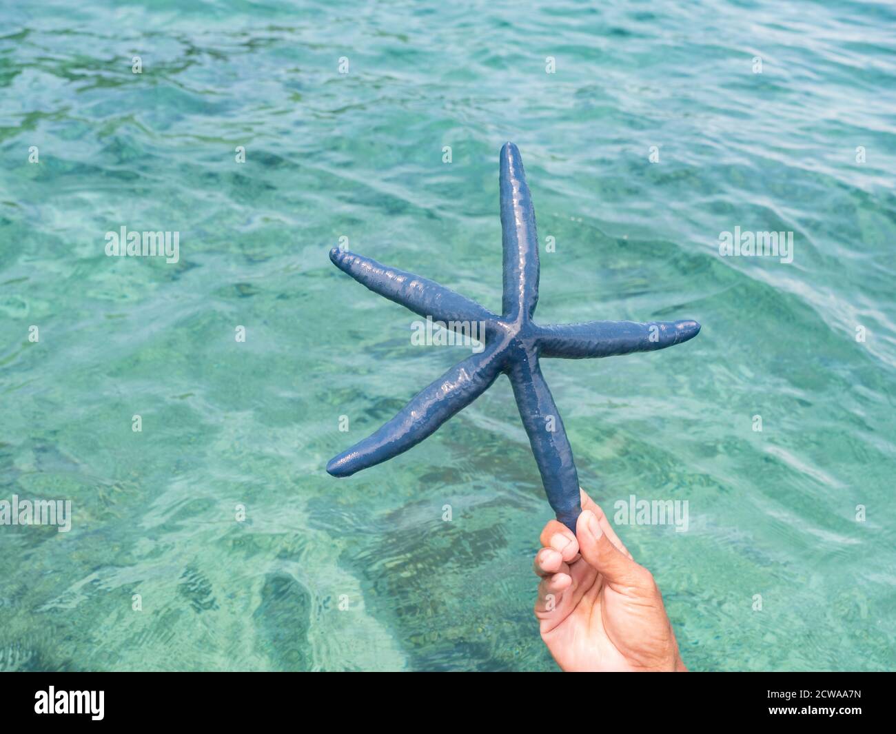 Blue starfish in hand on a background of blue water, Seven Islands ...