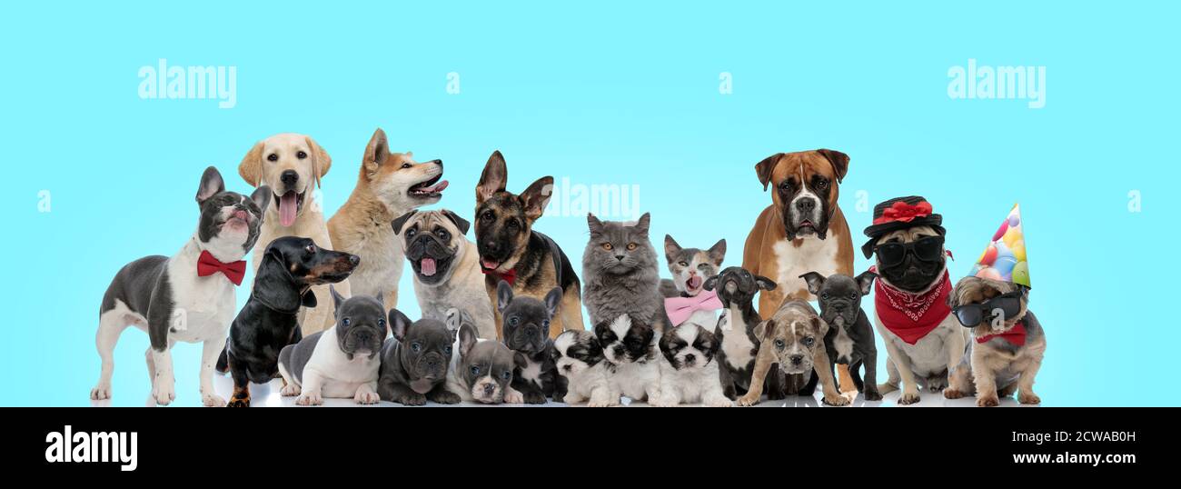 happy large group of animals standing together on blue background Stock ...