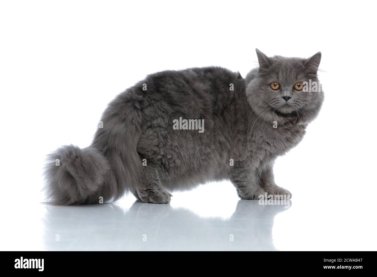 side view of a beautiful british longhair cat with gray fur standing ...