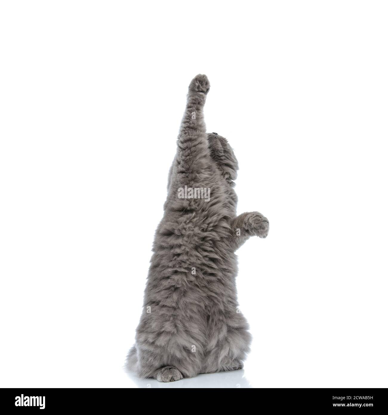 lovely british longhair cat with gray fur standing on hind legs and ...