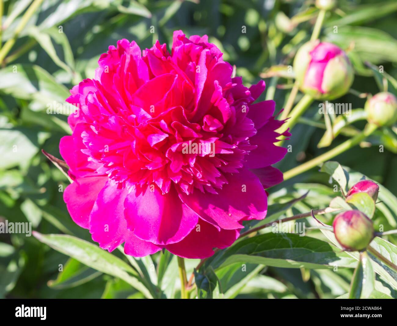 pink peony flower in a botanical garden Stock Photo - Alamy