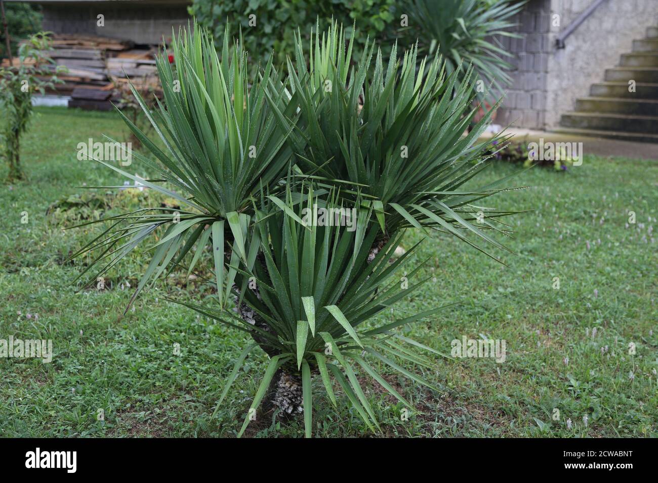 Green tropical palm grows in the garden Stock Photo - Alamy