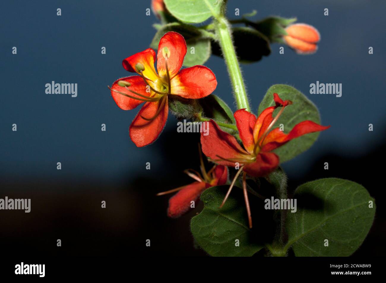 The Kalahari Cat's Claw is a shrub of sandveld and the flowers are ...