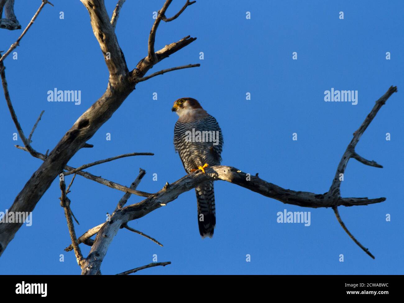 The Red-necked Falcon is a specialized pursuit predator of small birds ...