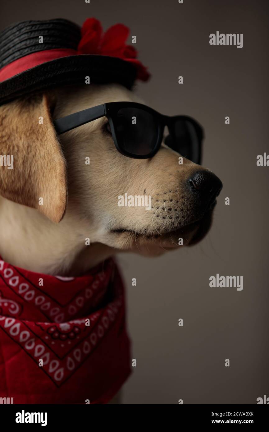 Black lab wearing hat hi-res stock photography and images - Alamy