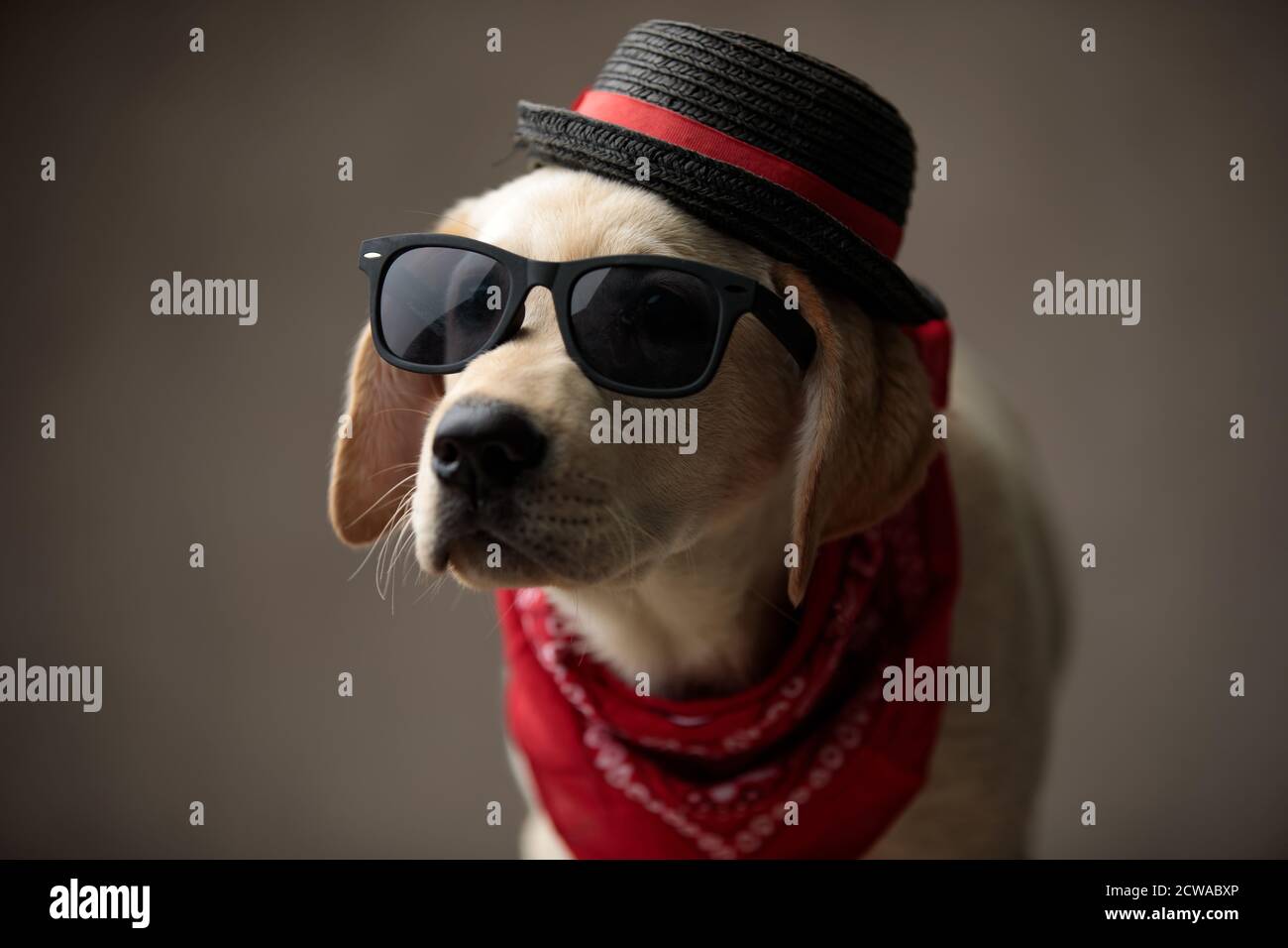 Black lab wearing hat hi-res stock photography and images - Alamy