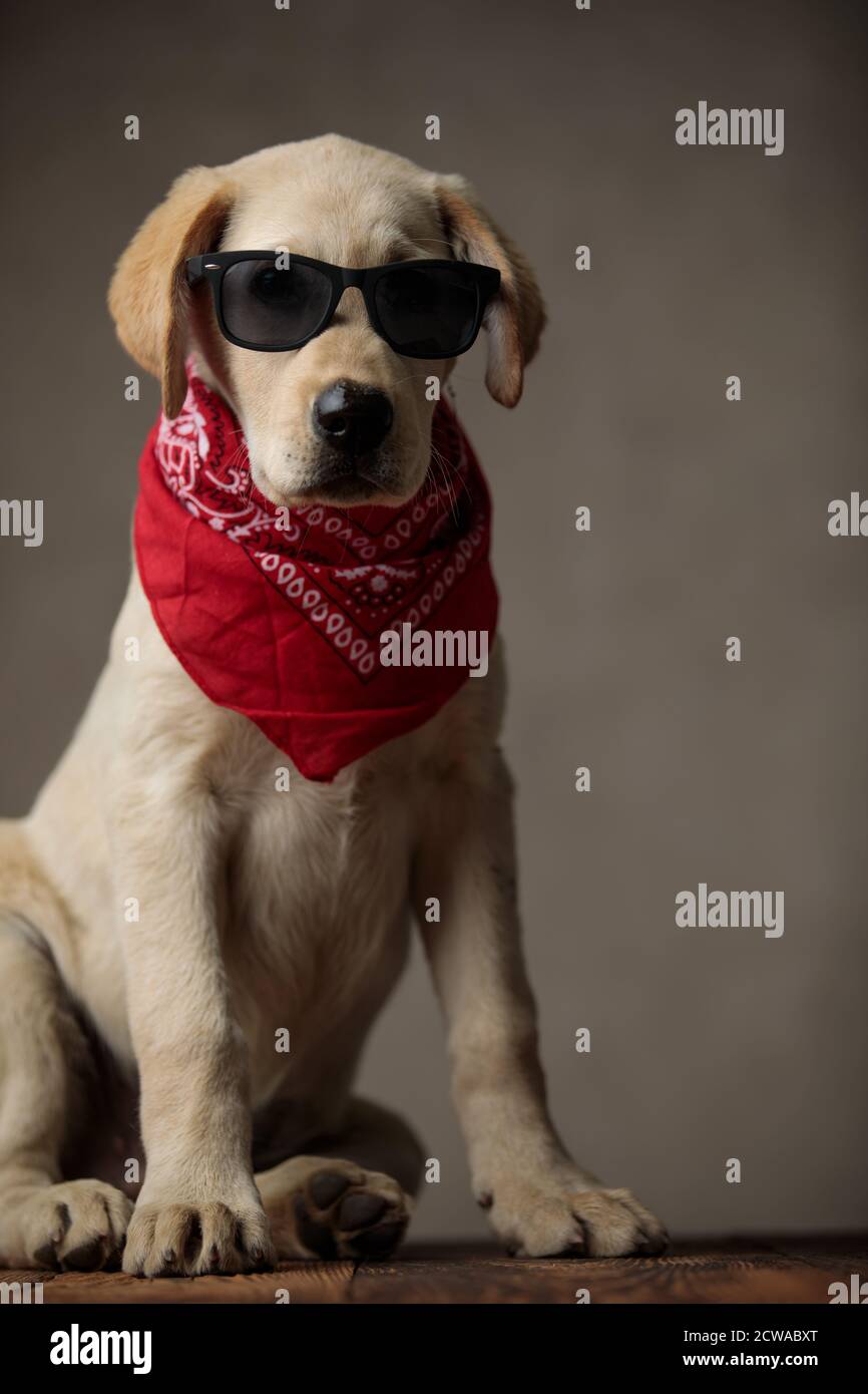Labrador wearing bandana hi-res stock photography and images - Alamy