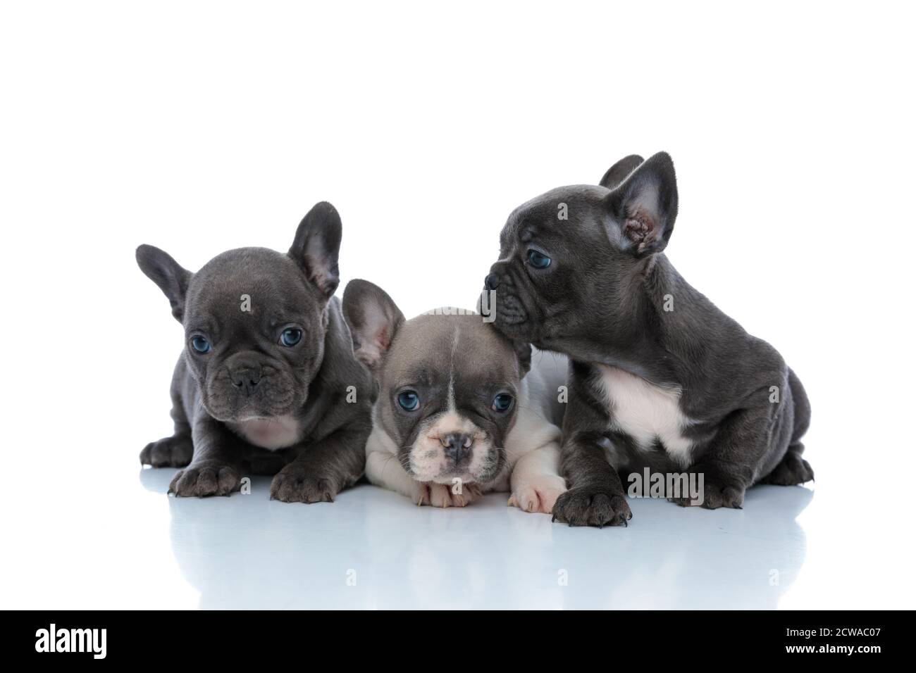 Three joyful French bulldog puppies curiously looking around while ...