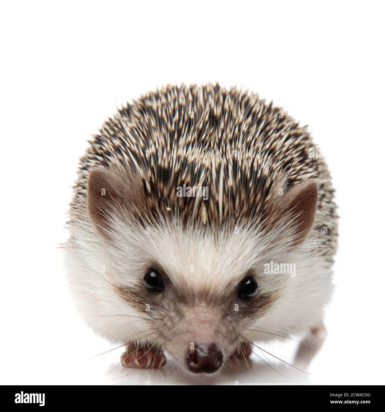 little african hedgehog with black fur standing and staring at camera ...
