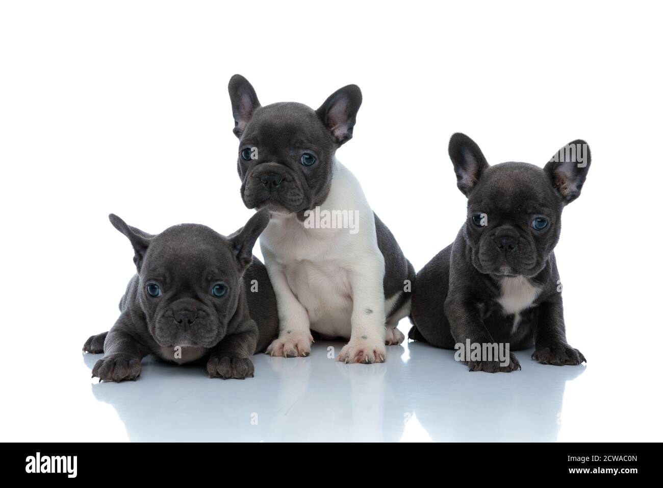 Adorable French bulldog cubs looking around interested while laying ...