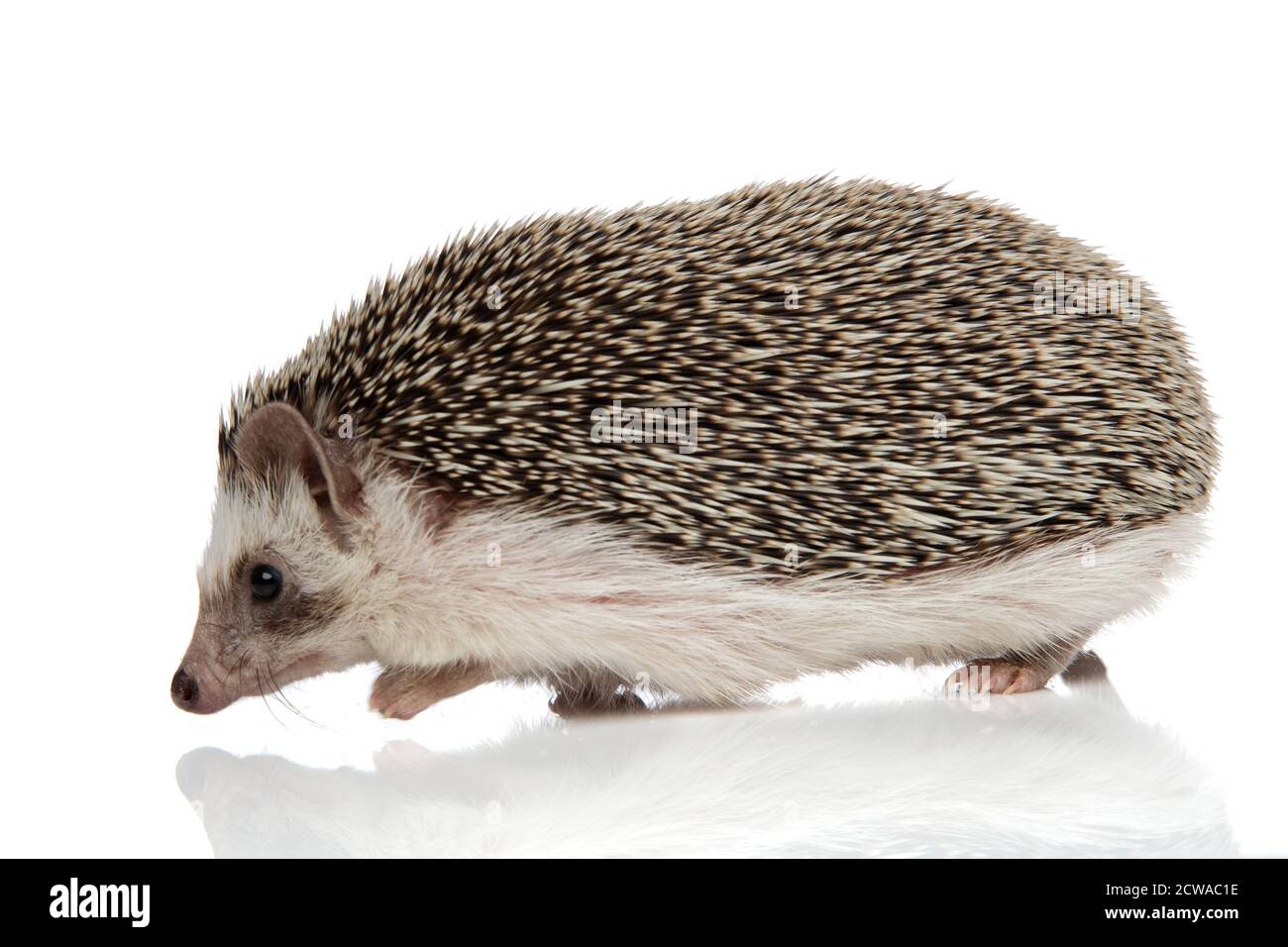 side view of an adorable african hedgehog with black fur walking on his ...