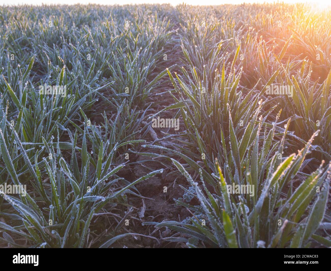 Winter rye field hi-res stock photography and images - Alamy
