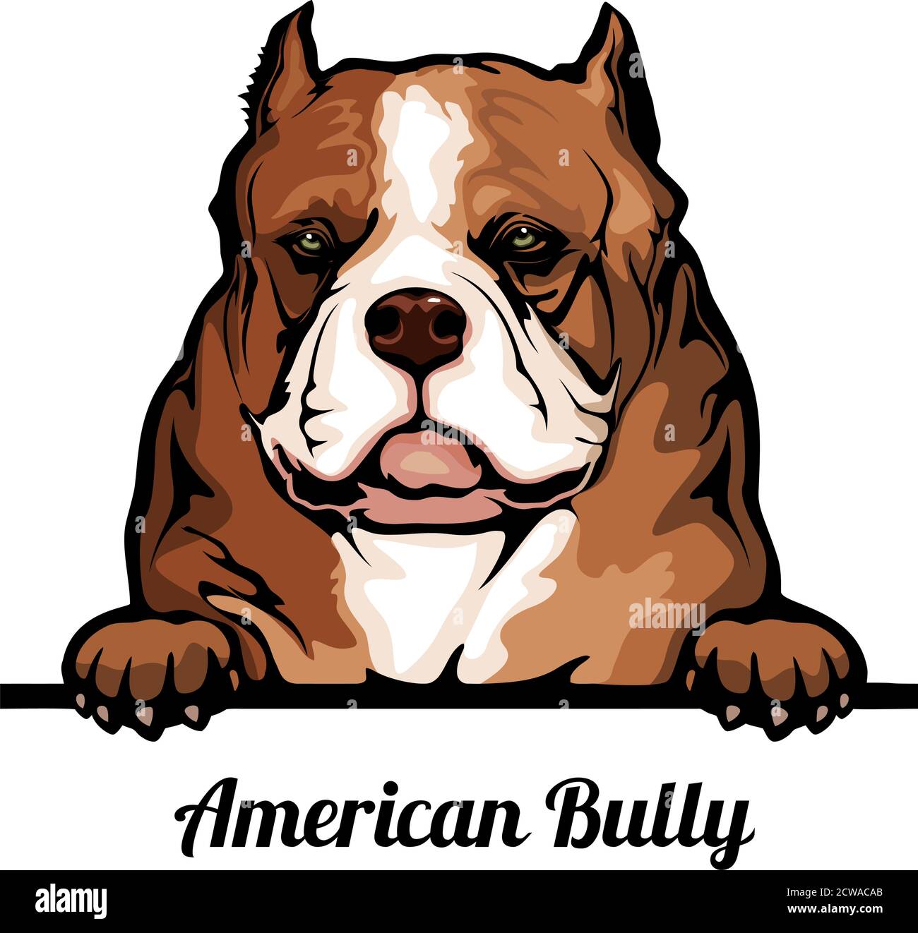 Head American Bully - dog breed. Color image of a dogs head isolated on ...