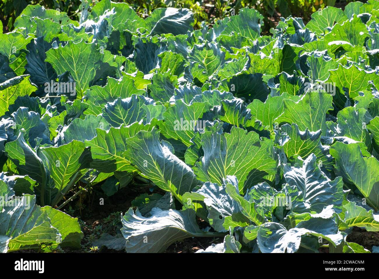 Green cabbage field Stock Photo - Alamy