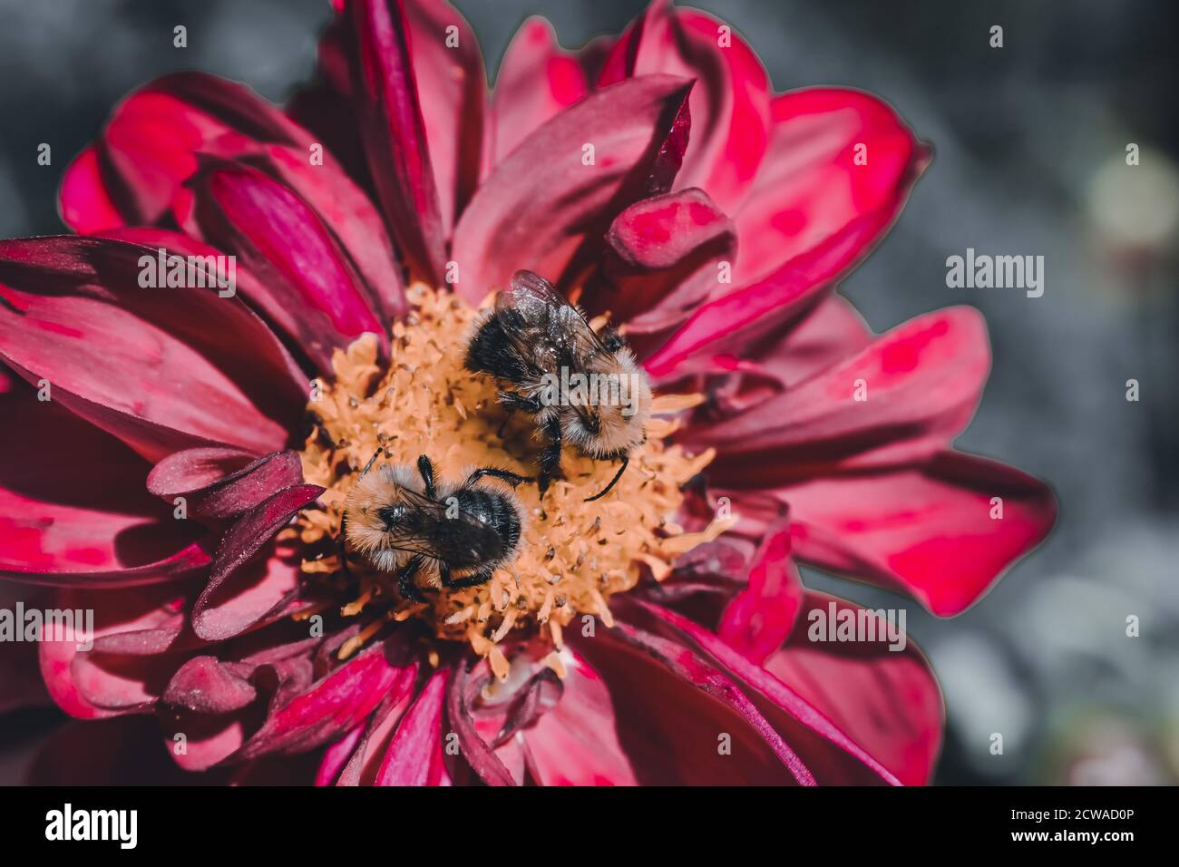 Closeup shot of bees pollinating a red flower Stock Photo - Alamy