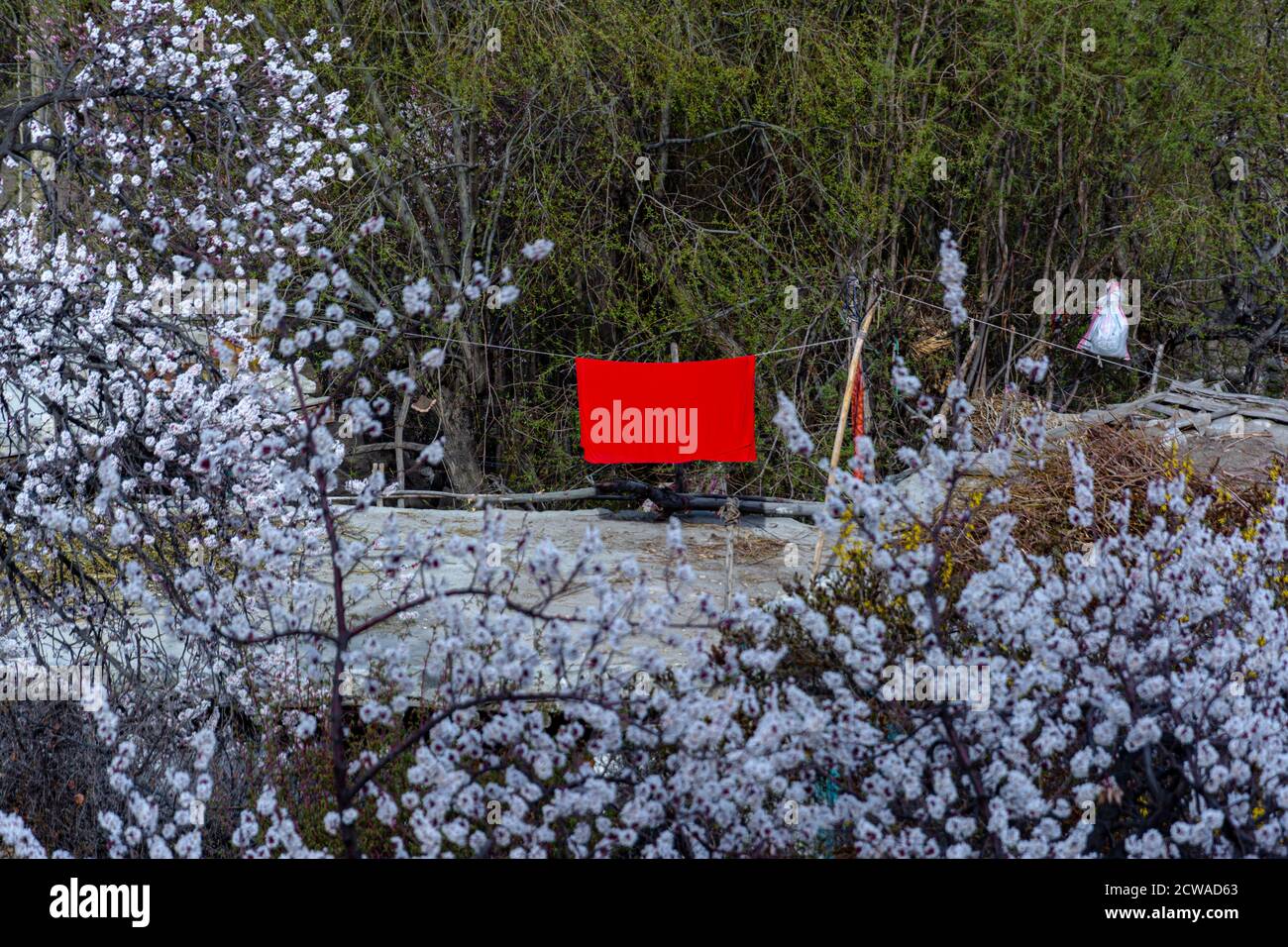 spring landscape photography of cherry blossom in northern areas of ...