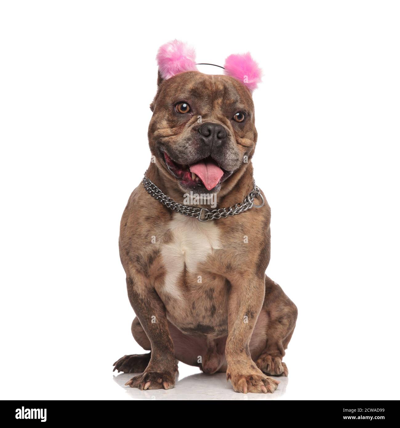 adorable american bully wearing pink earmuffs and silver collar ...