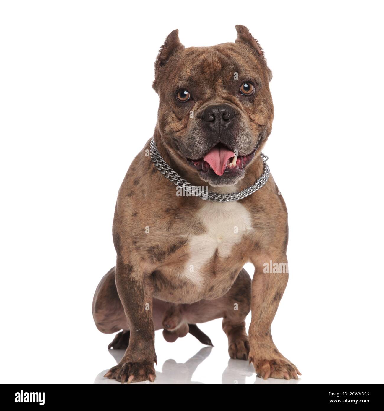 happy american bully wearing silver collar, panting and sticking out ...