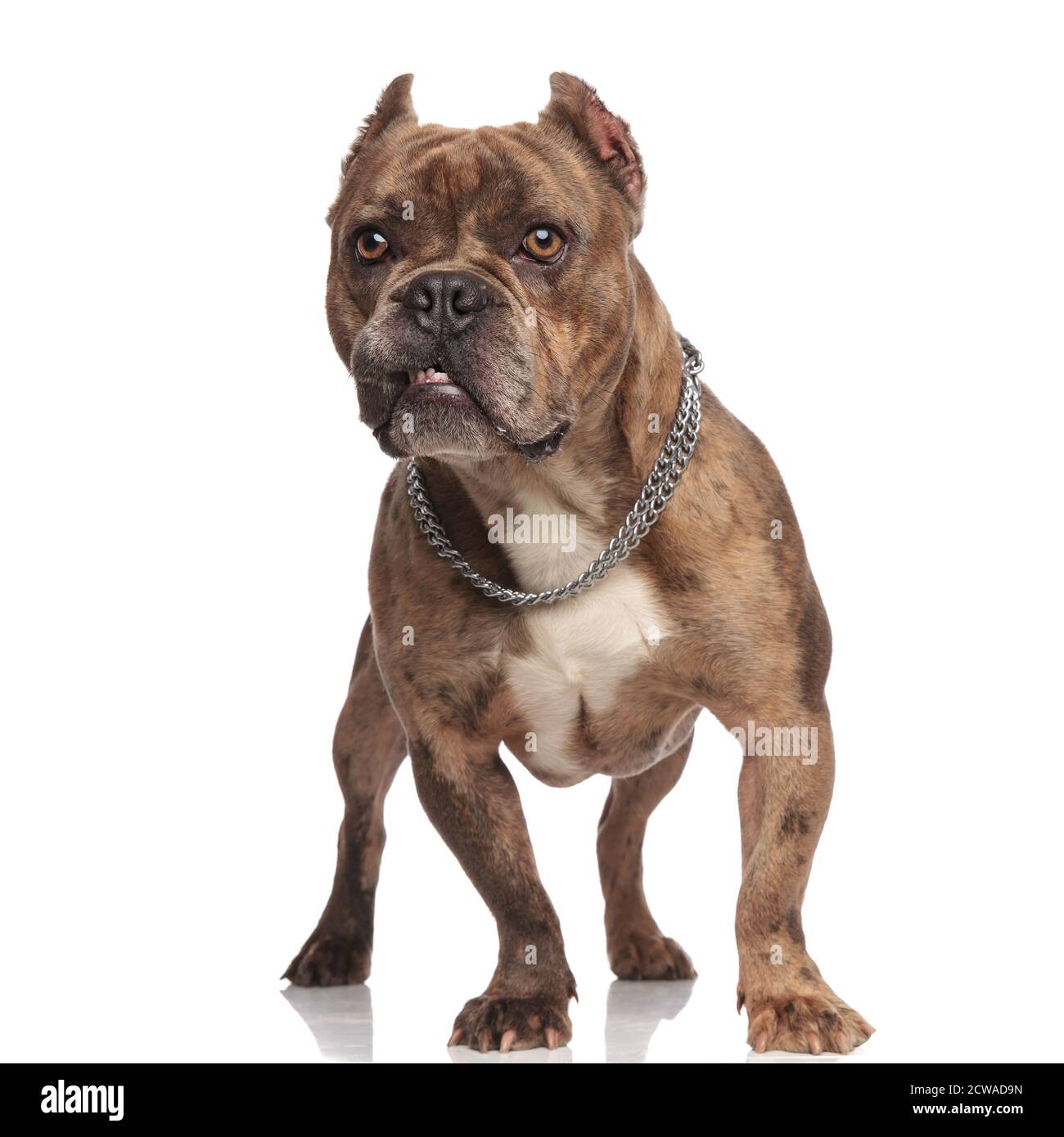 angry american bully wearing silver collar, standing isolated on white ...