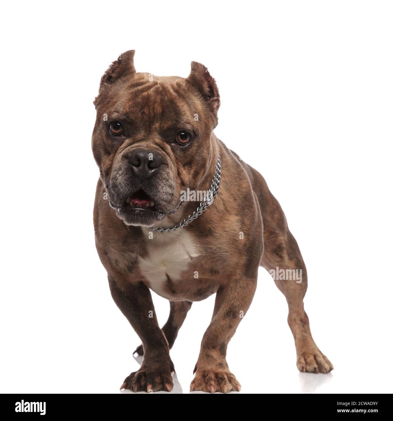 shocked american bully wearing silver collar, standing isolated on ...