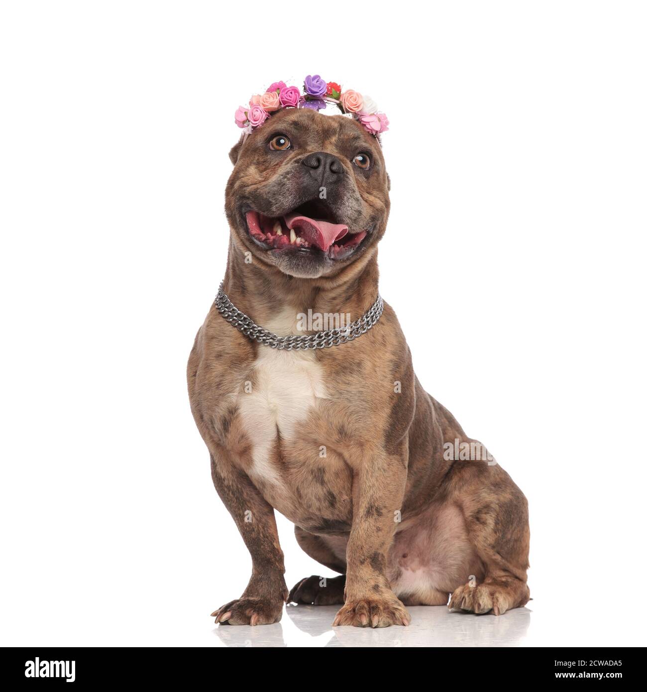 cute american bully wearing headband and silver collar, panting and ...