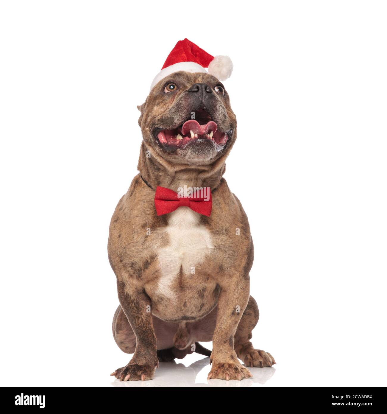 smiling american bully wearing christmas hat and red bowtie, sticking ...