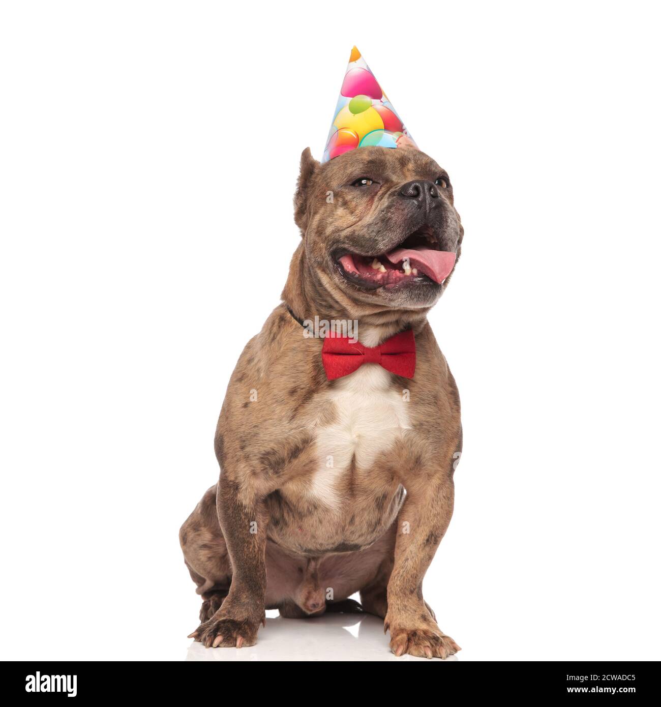 smiling american bully wearing birthday hat and red bowtie, panting and ...
